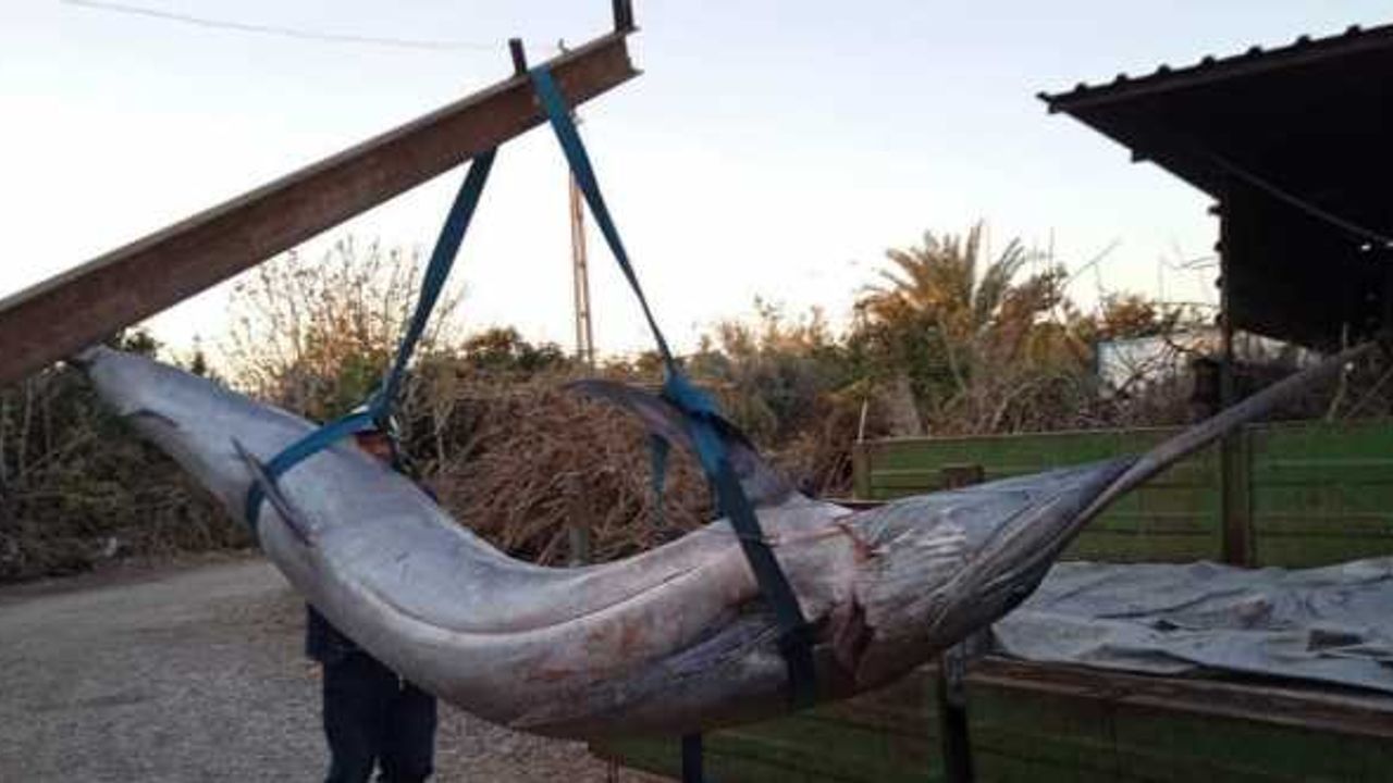 Balıkçı ağlarına “Blue Marlin” balığı takıldı - Vitrin Haber - Sinop ...