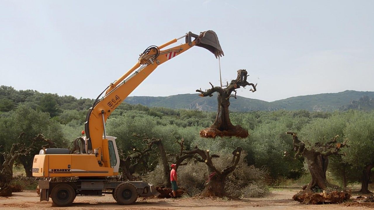 Prof. Dr. Tümen: “İklim değişikliği kapımıza dayandı, düşük ...
